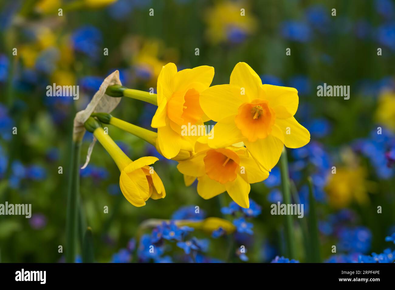 The spring season flower display at the Butchart Gardens, Victoria ...