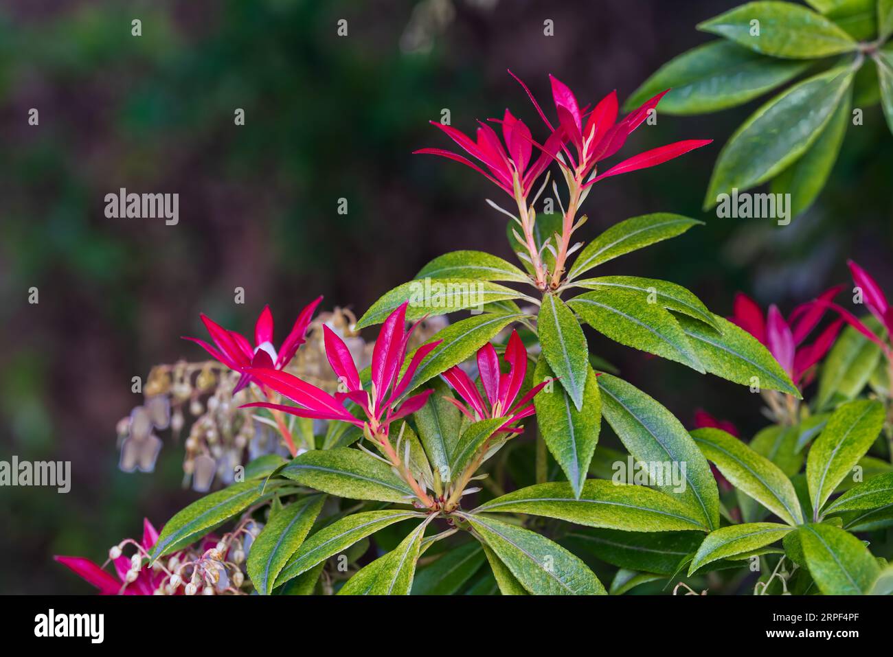 The spring season flower display at the Butchart Gardens, Victoria ...
