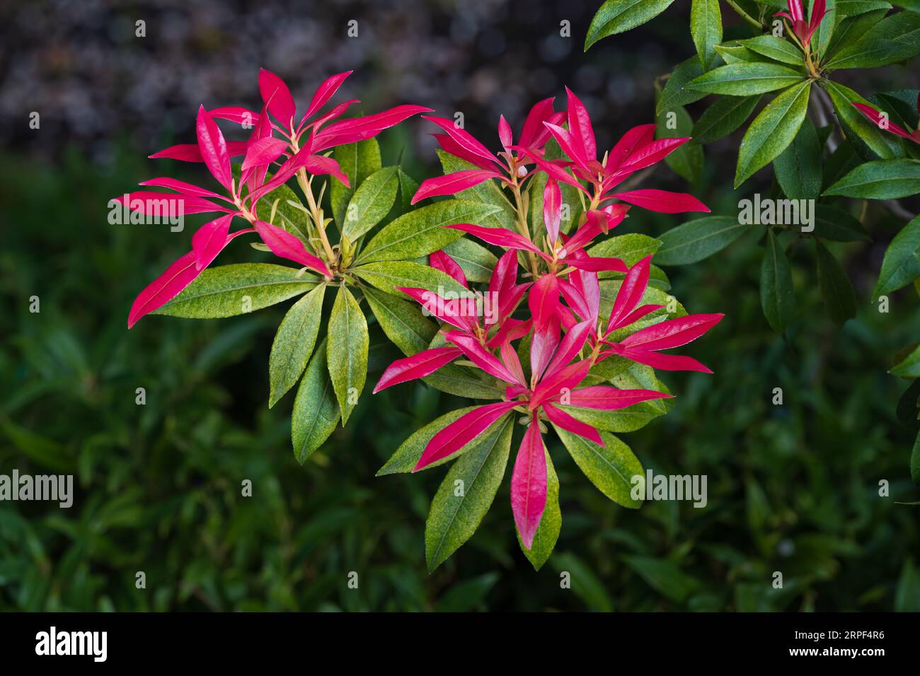 The spring season flower display at the Butchart Gardens, Victoria ...