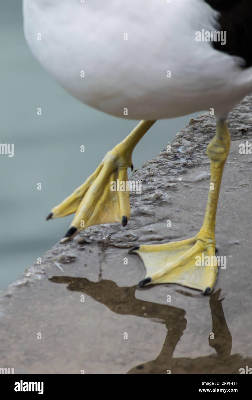 Yellow legs seagull hi-res stock photography and images - Alamy