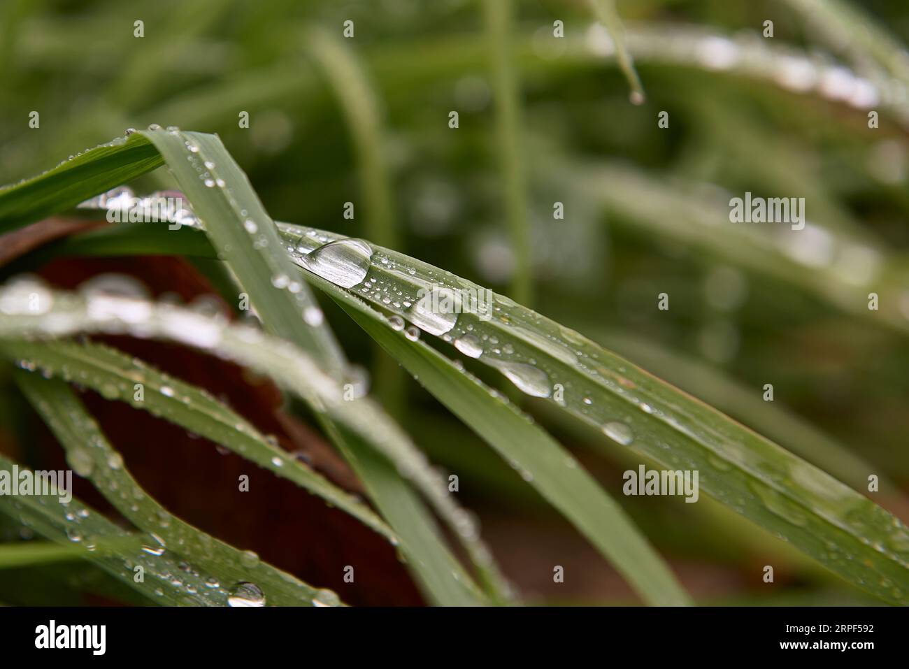 Several drops of water on weed stalks.Out-of-focus background, straight ...