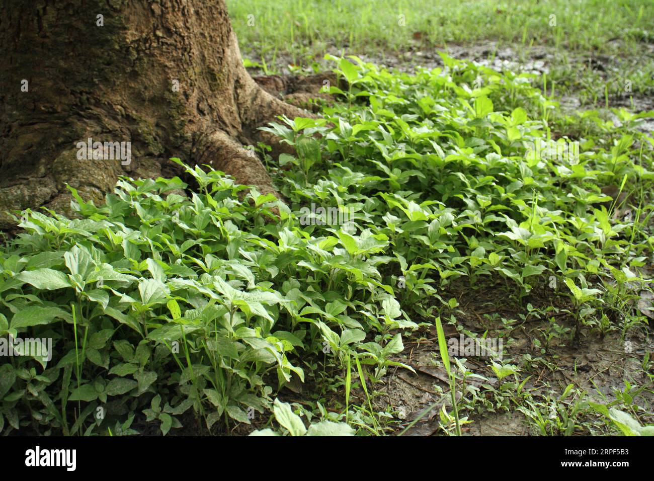 Grass tree plants hi-res stock photography and images - Alamy