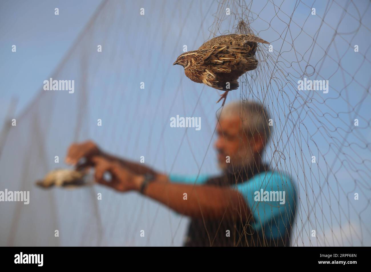 Mideast gaza quails hi-res stock photography and images - Alamy