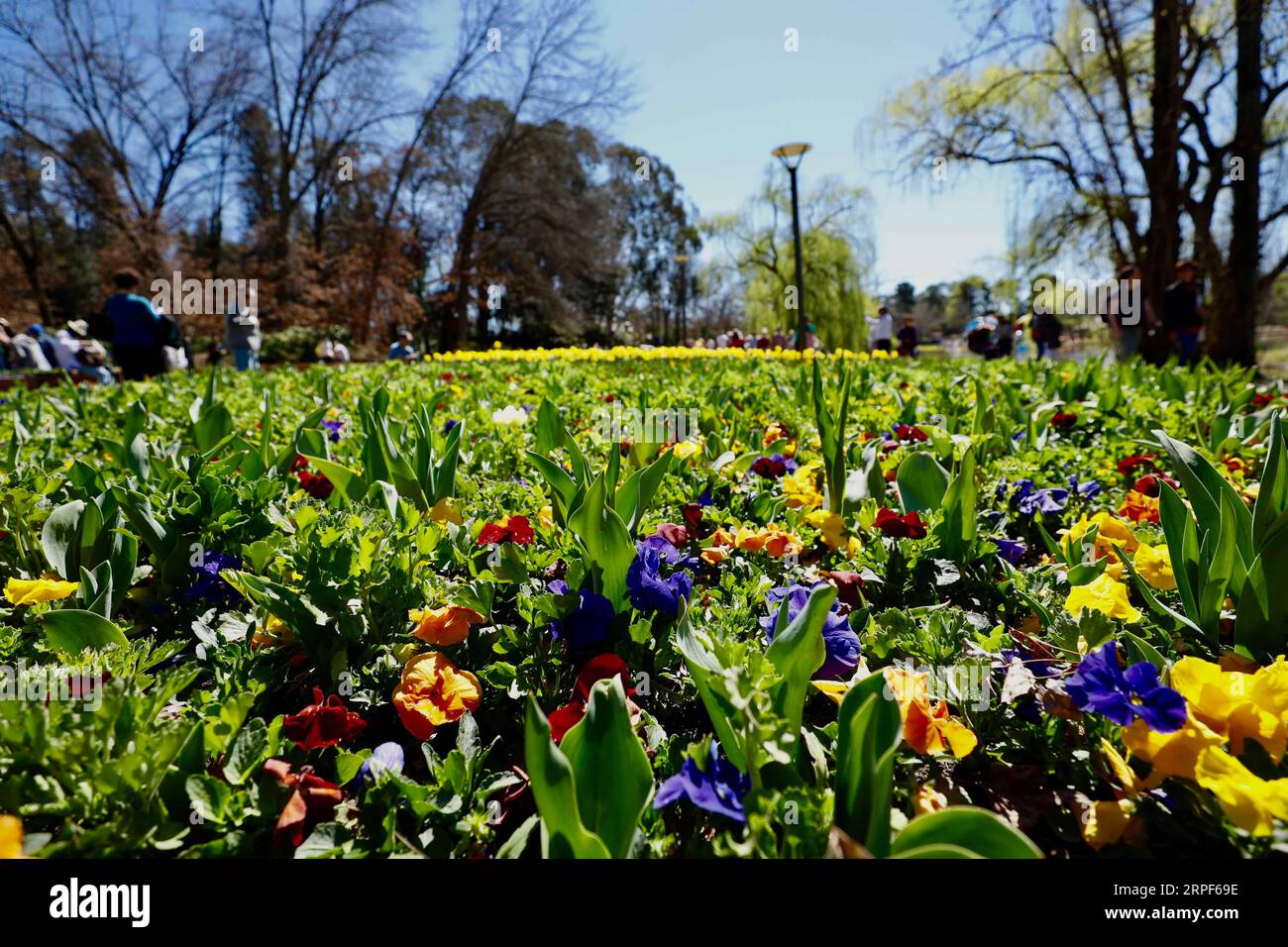 Australia canbera floriade hi-res stock photography and images - Alamy