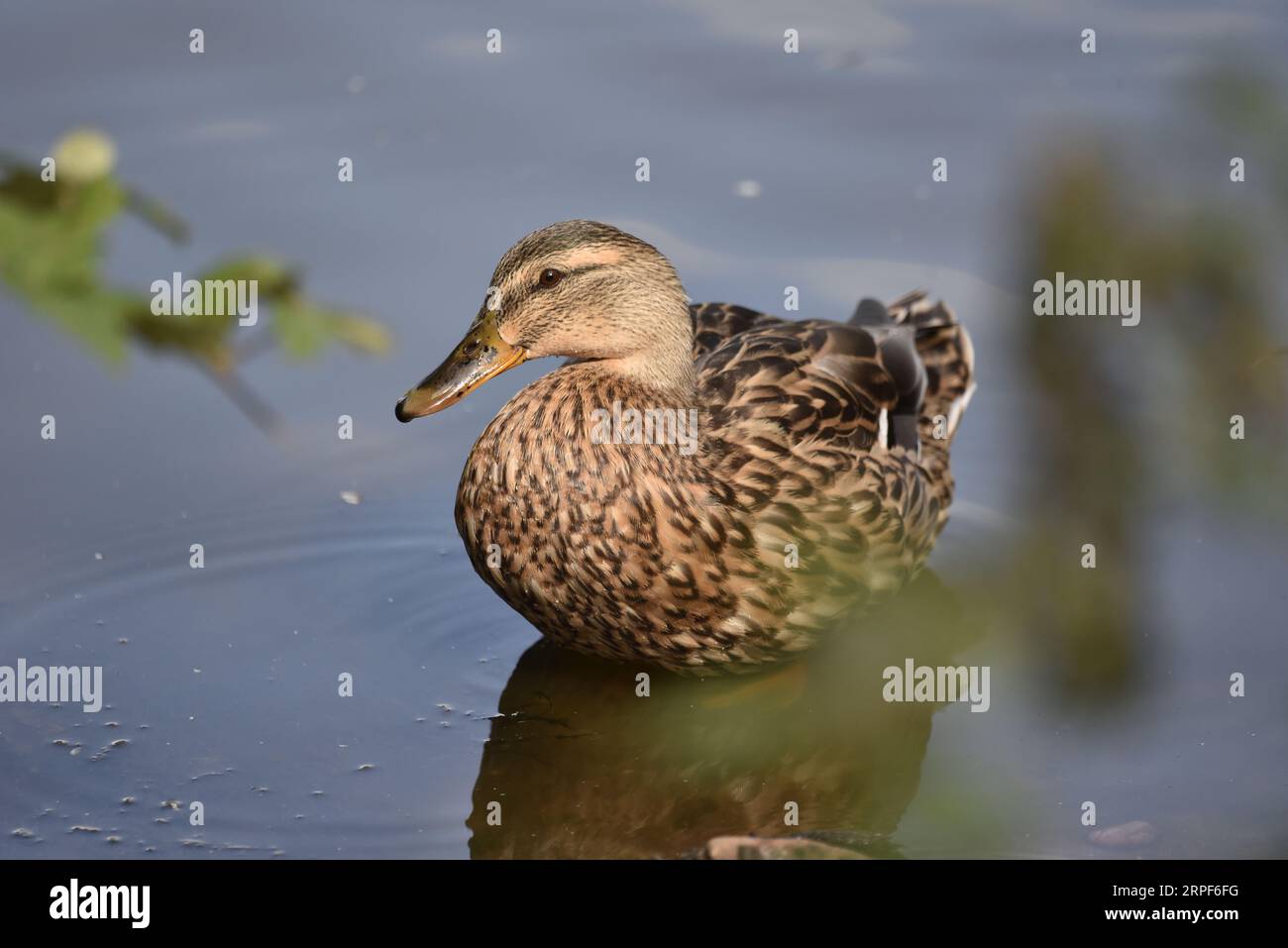 Female Mallard Duck (Anas platyrhynchos) Swimming Towards Camera, Head ...