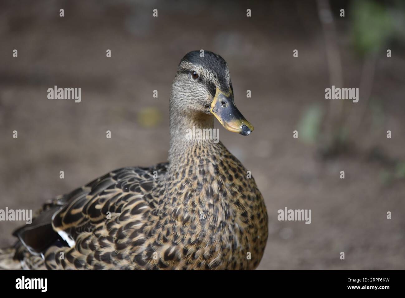 Duck facing camera hi-res stock photography and images - Alamy