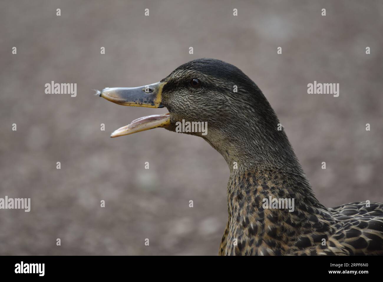 Close-Up Head and Neck, Left-Profile Image of a Female Mallard Duck ...