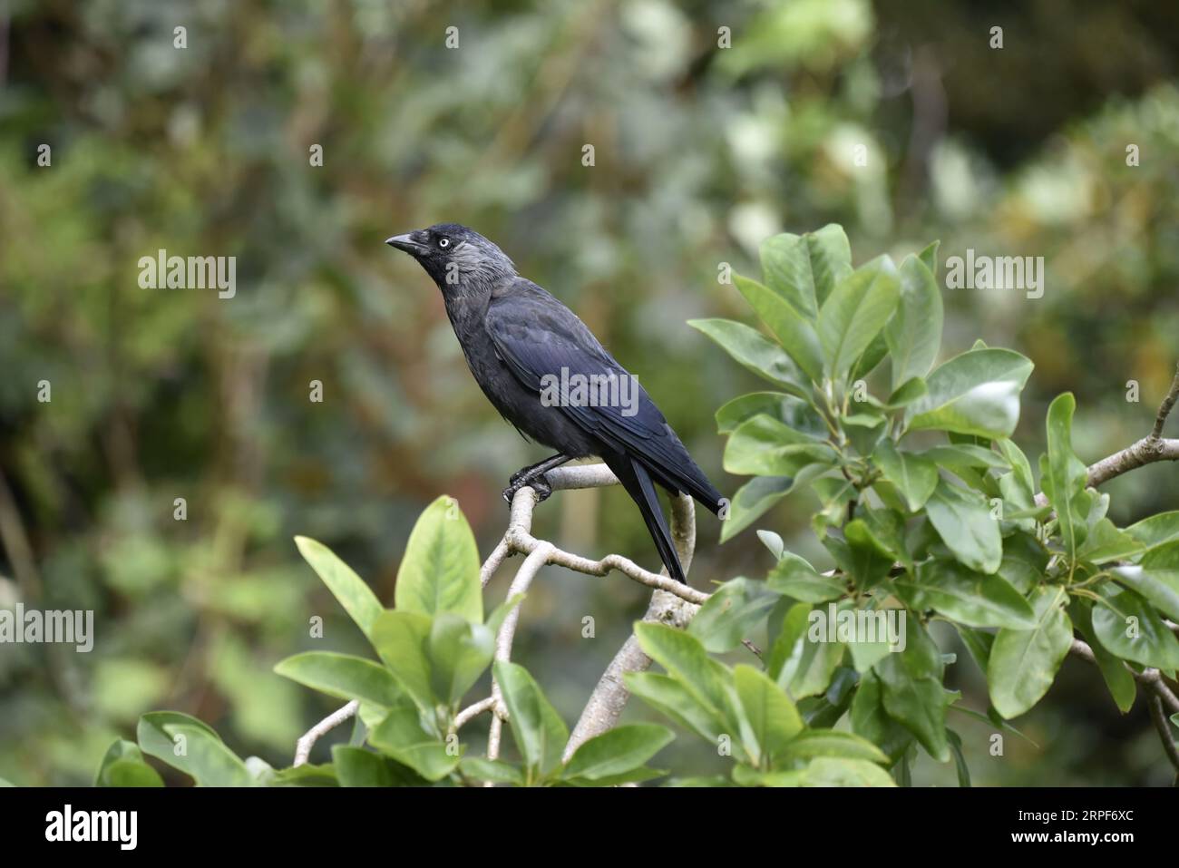 Western Jackdaw (Corvus monedula) Perched on Top of Leafy Green Twigs ...