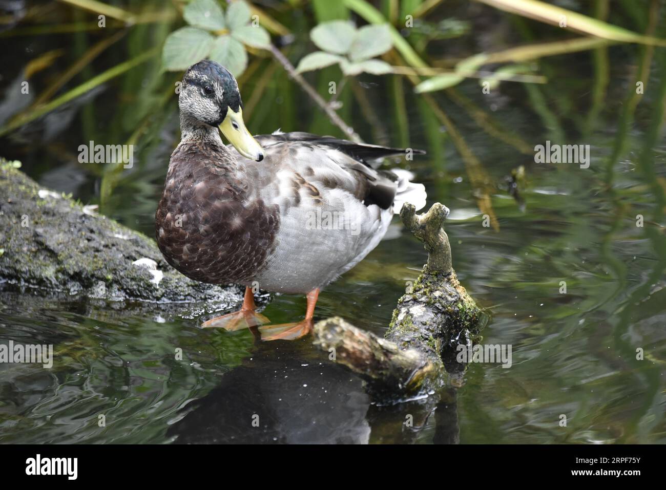 Eclipsed Drake Mallard Duck (Anas platyrhynchos) Standing on a Tree ...