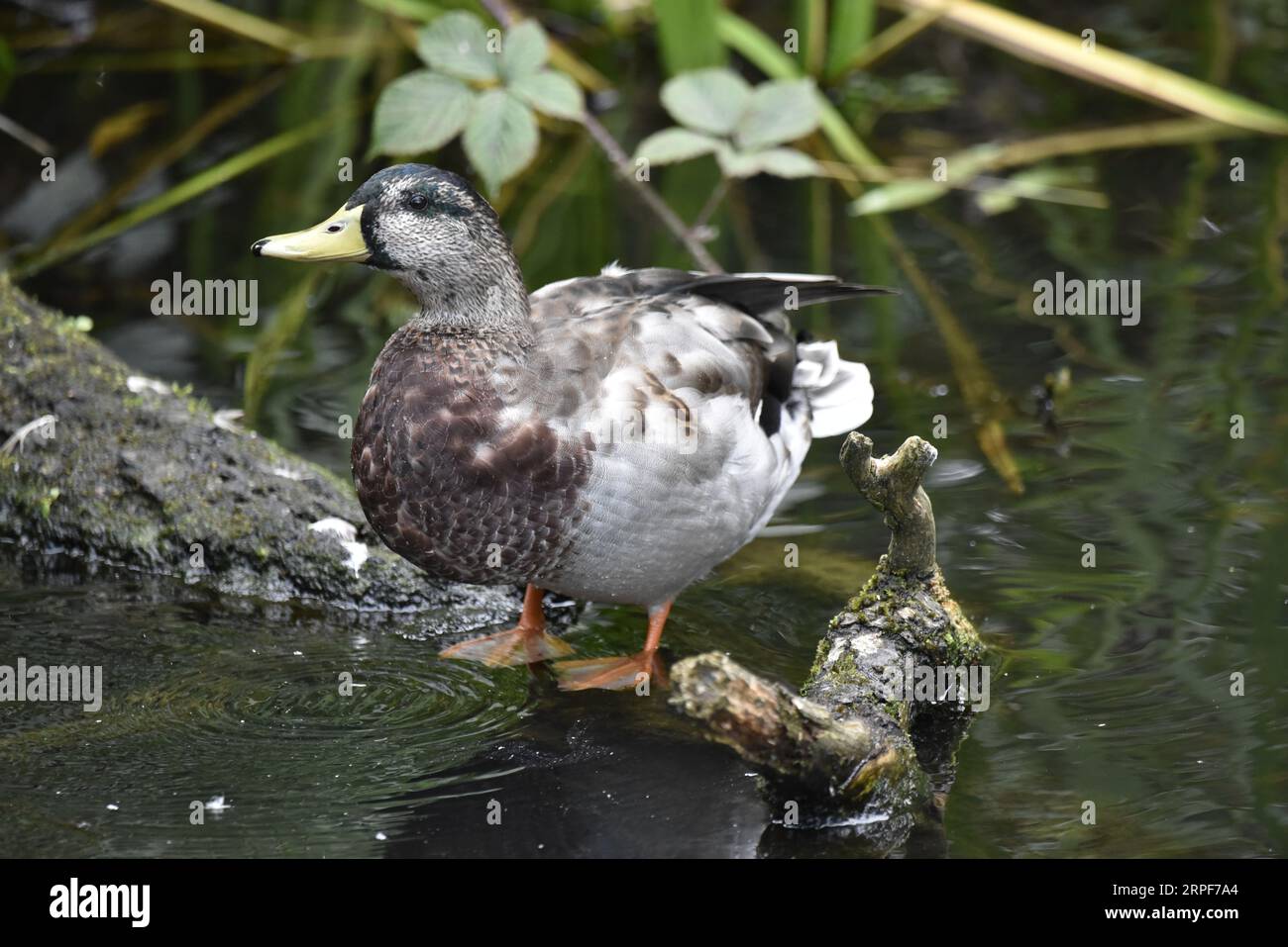 Male duck in eclipse hi-res stock photography and images - Alamy