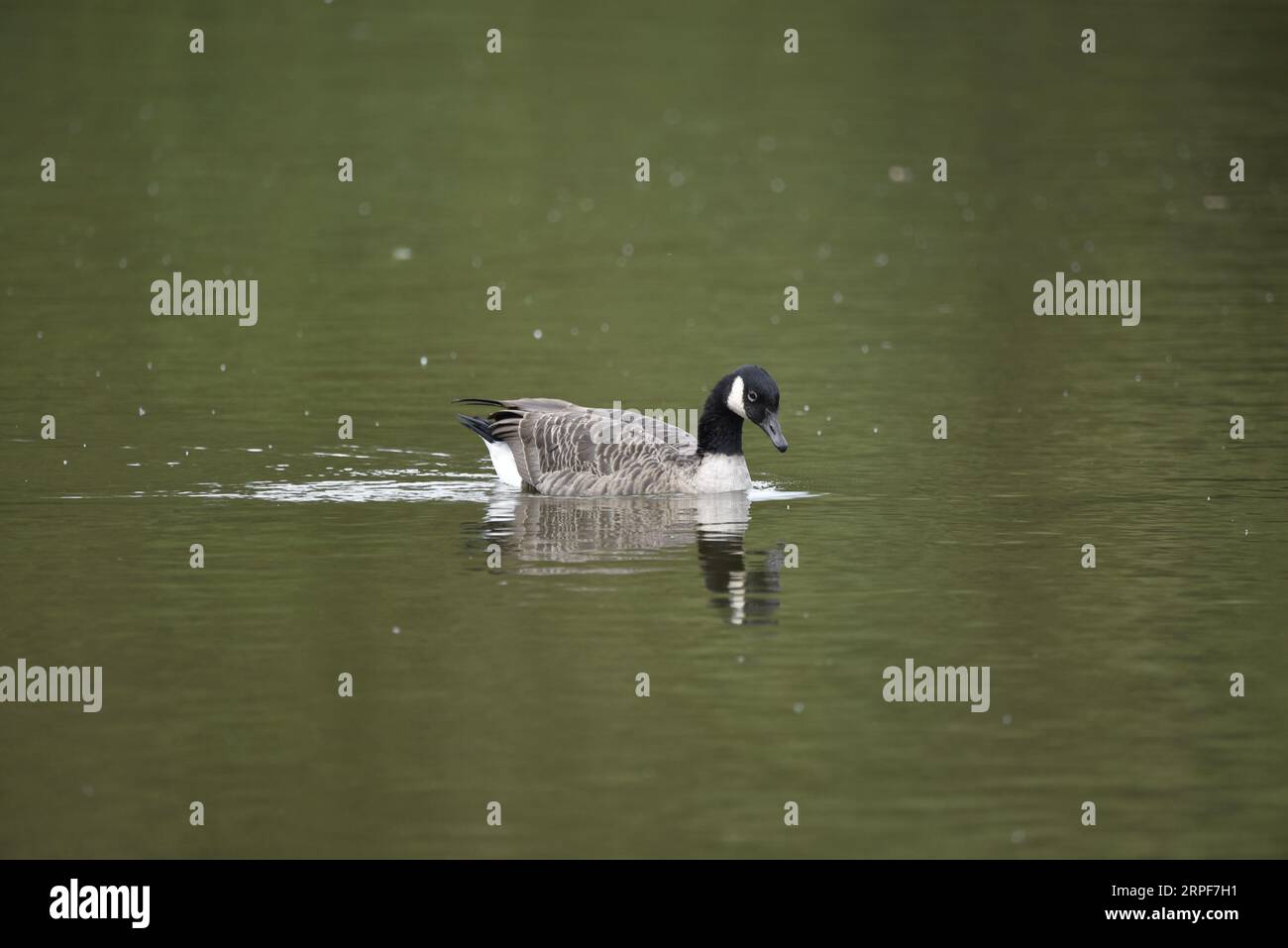 Canada Goose (Branta canadensis) Swimming Left to Right with Left Eye ...