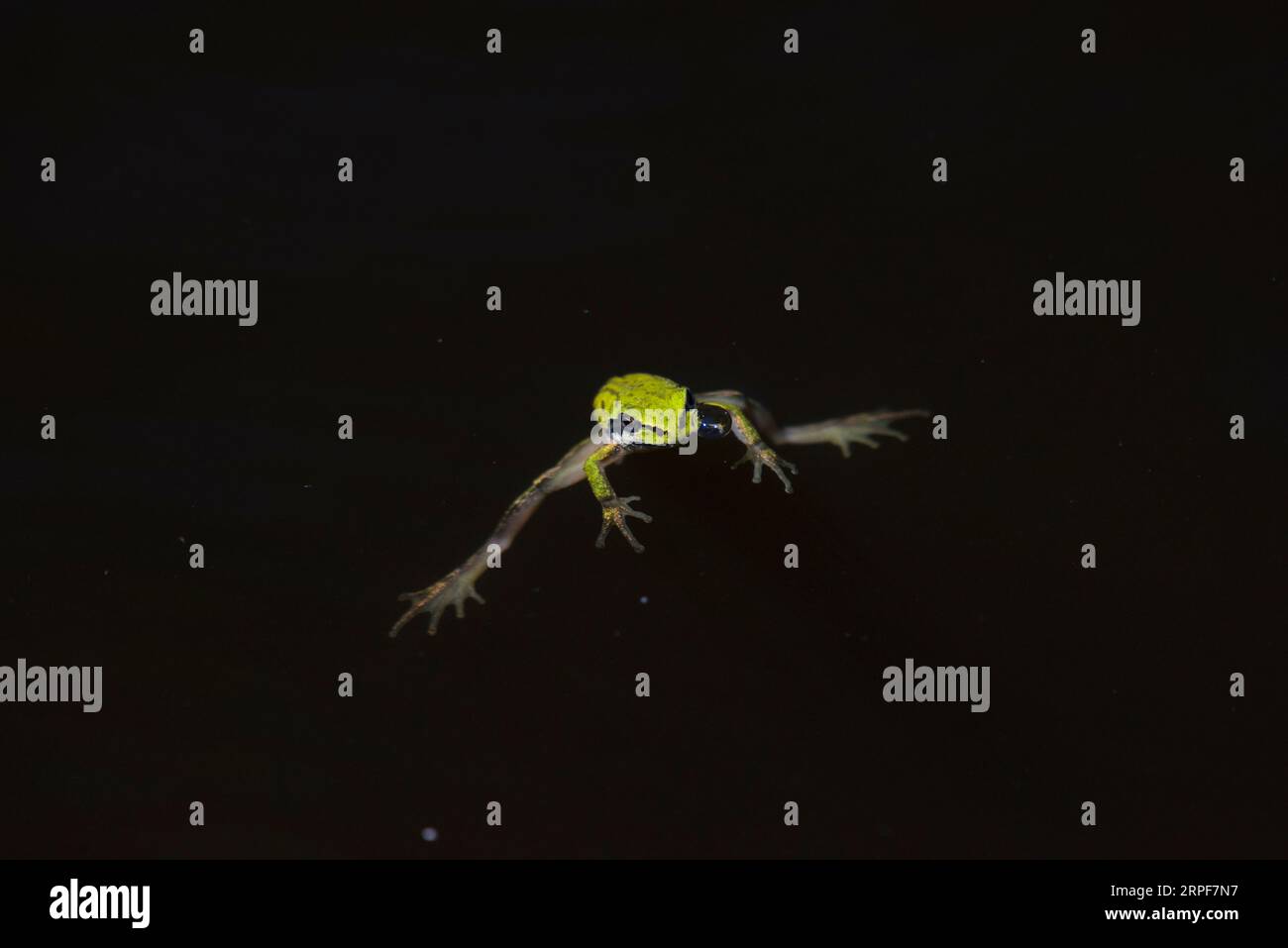 Pacific tree frog treefrog (Hyla regilla) adult swims in a rainforest ...