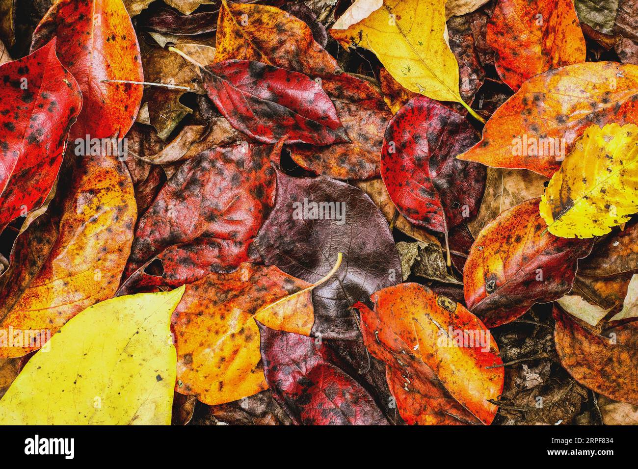 Overhead autumn leaves hi-res stock photography and images - Alamy