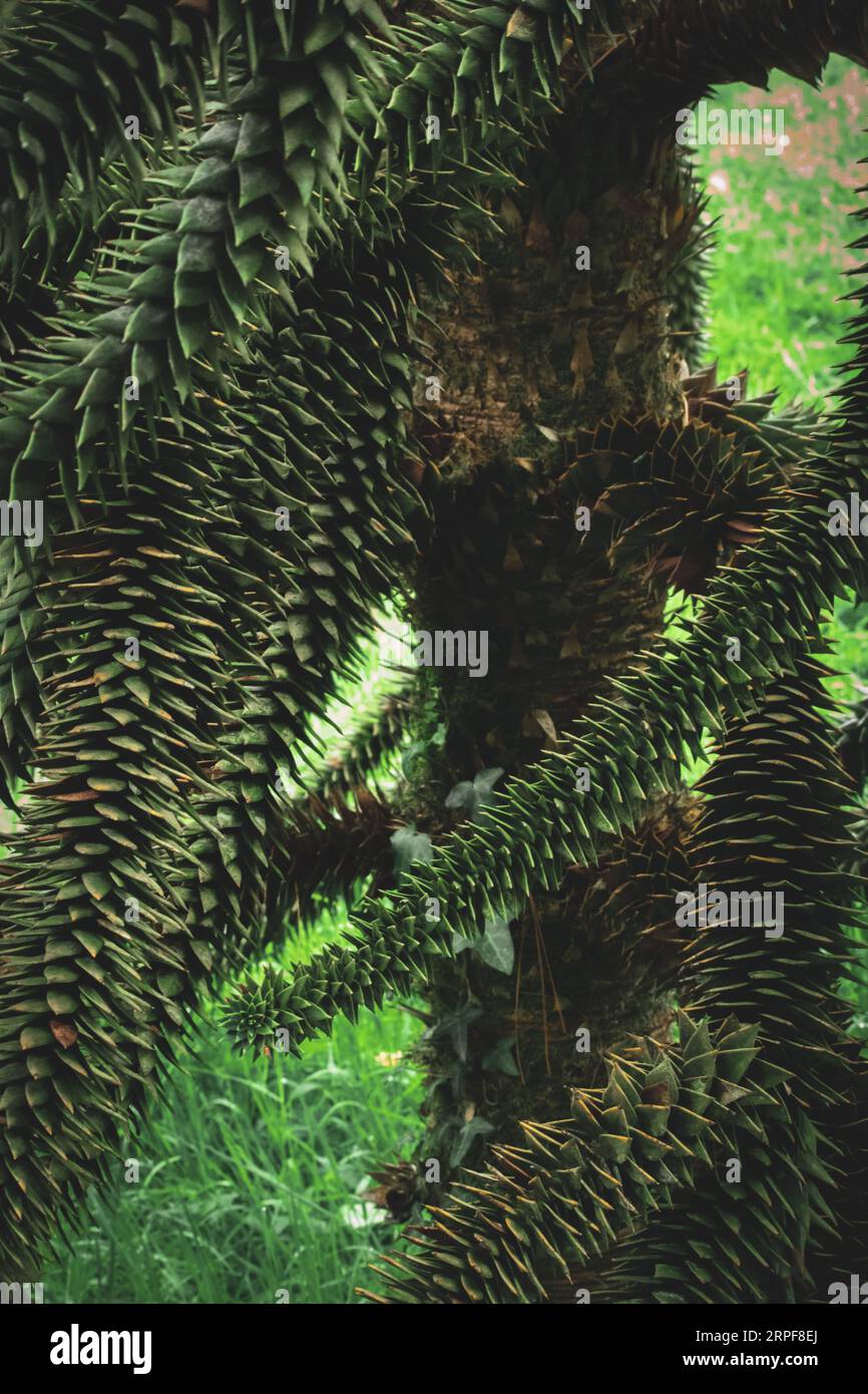 Coniferales plants hi-res stock photography and images - Alamy
