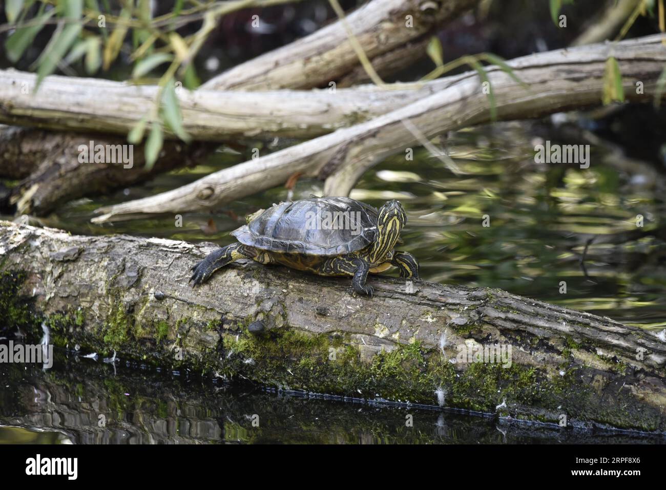 Yellow stripey neck hi-res stock photography and images - Alamy