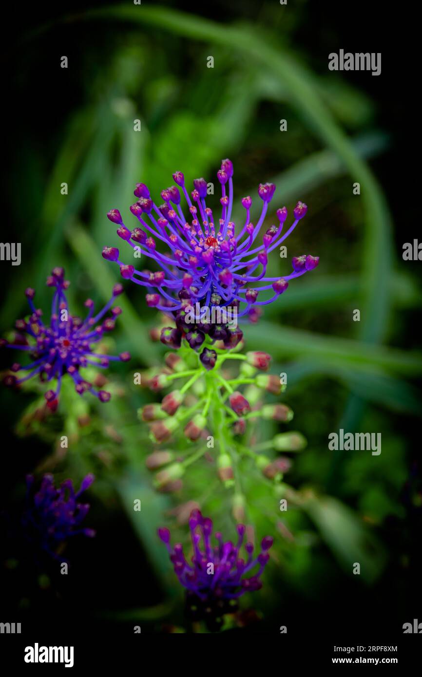 Alien purple hi-res stock photography and images - Alamy