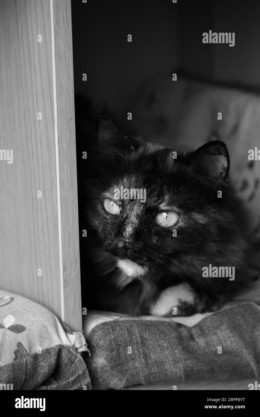 B&W cat portrait Stock Photo - Alamy