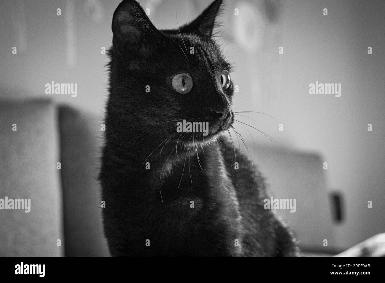 Lucky a Black and White Stock Photos & Images - Alamy