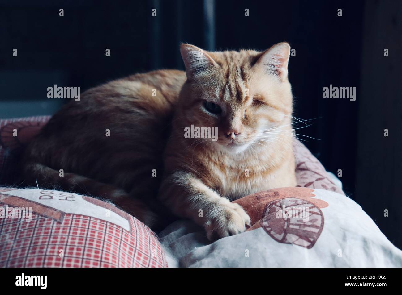 Red cat without an eye Stock Photo - Alamy