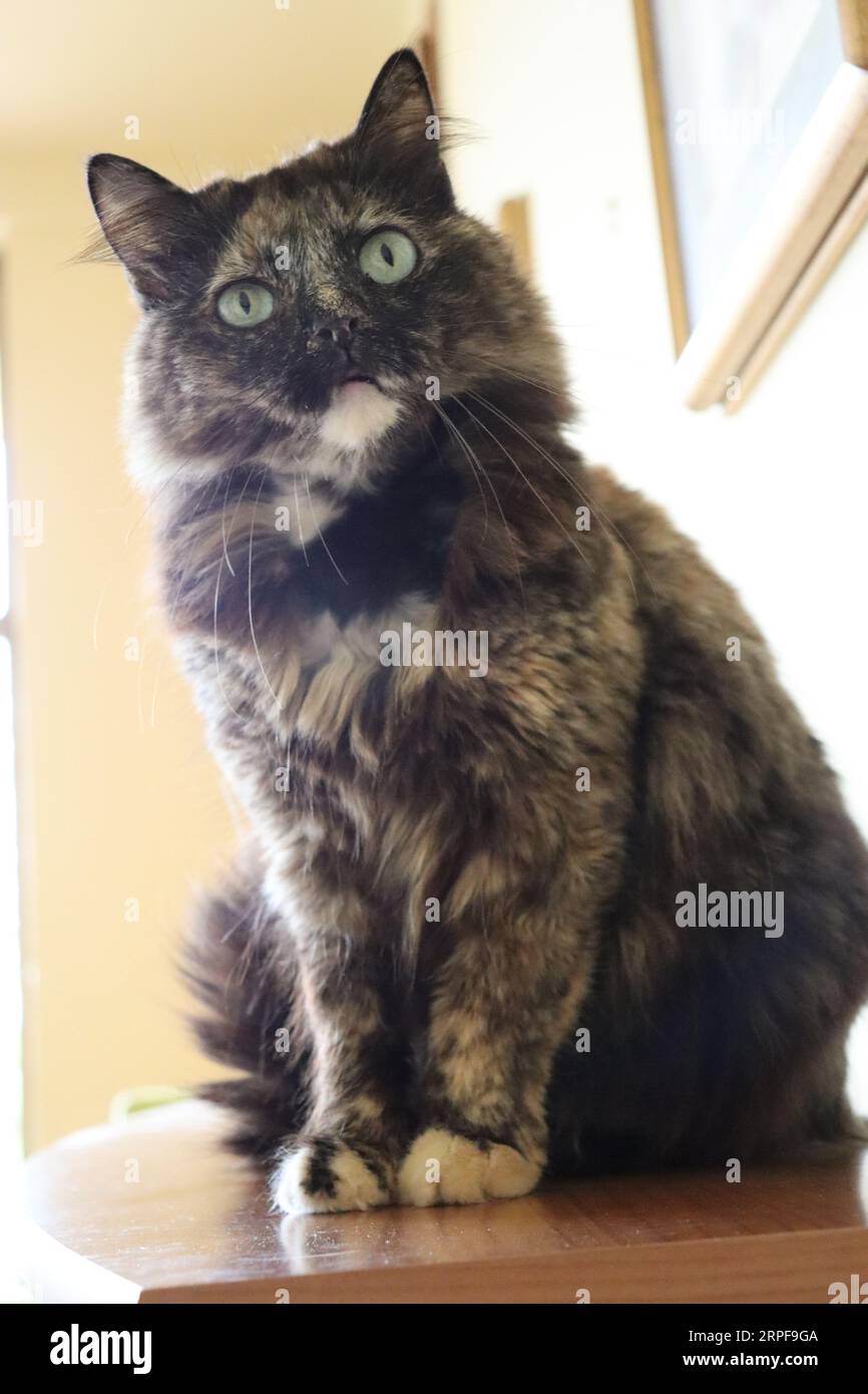 Tortoiseshell art hi-res stock photography and images - Alamy