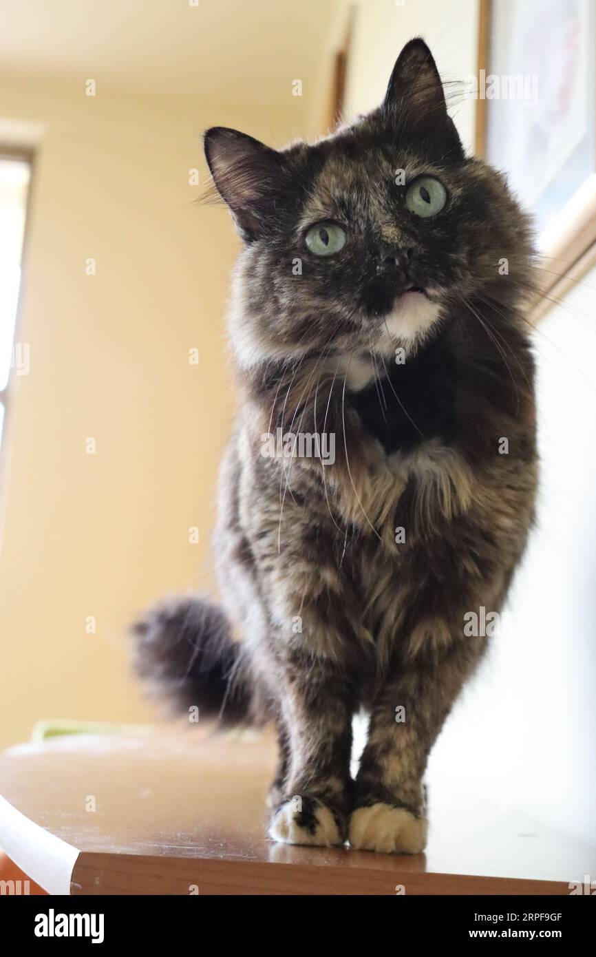 Cat and cats love hi-res stock photography and images - Alamy