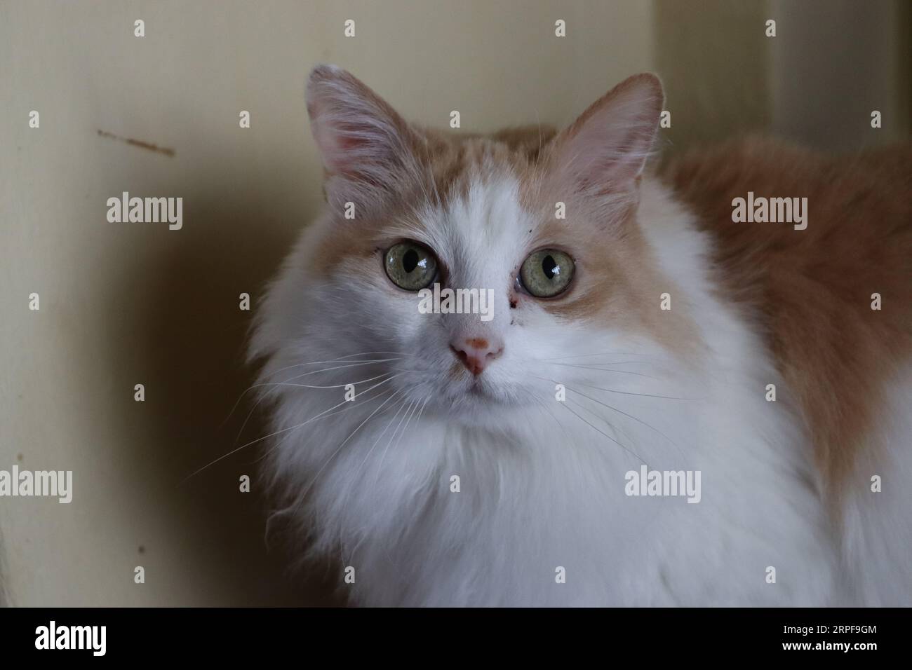 red and white furry cat Stock Photo - Alamy