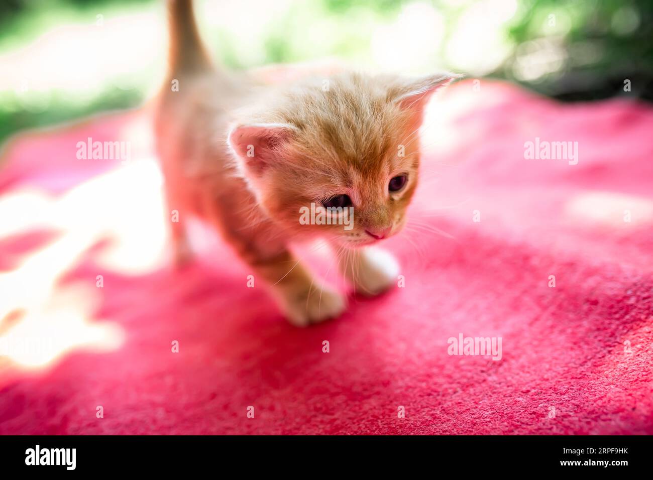 Mother of little kittens hi-res stock photography and images - Alamy