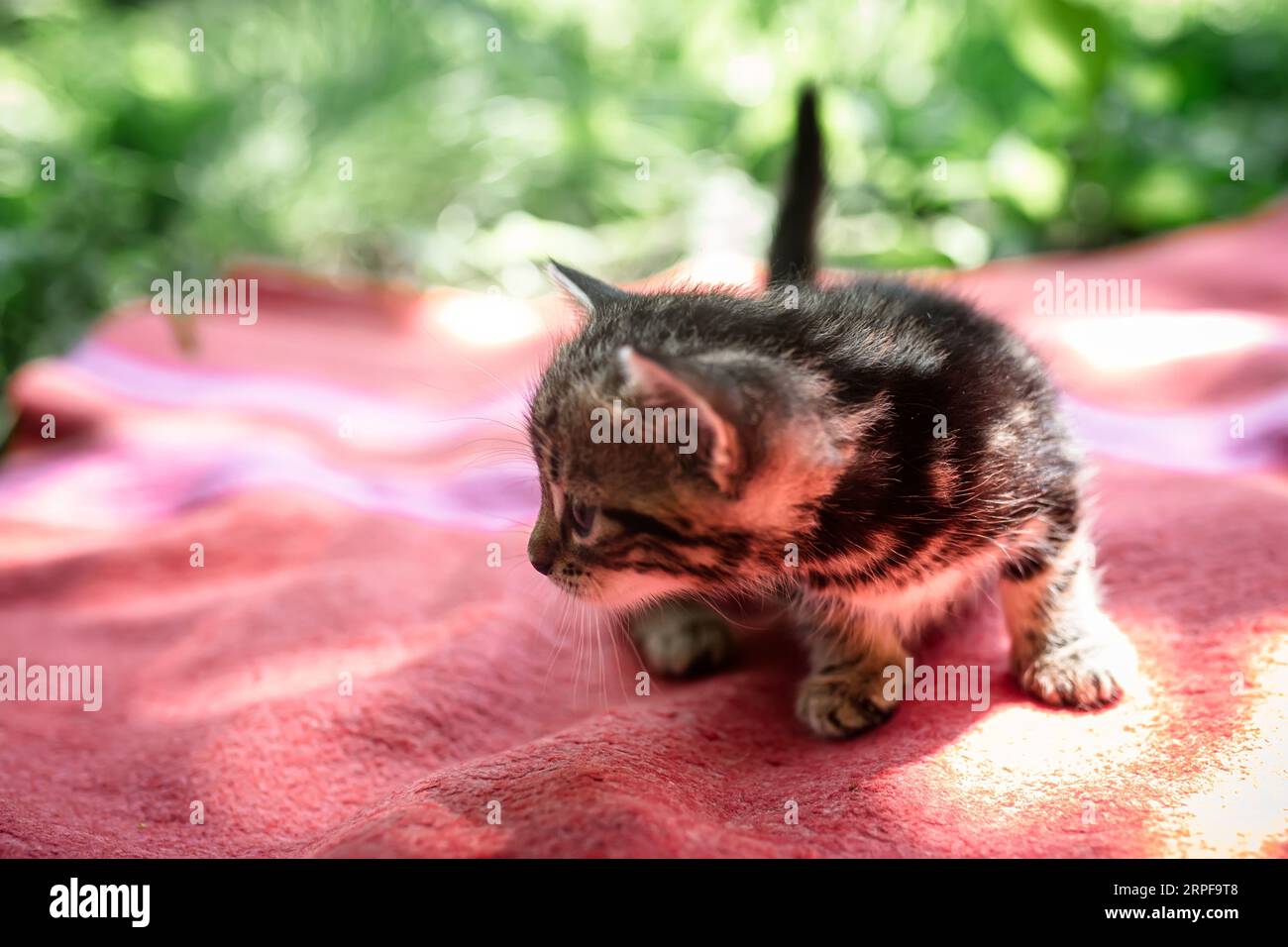 Street raised bed hi-res stock photography and images - Alamy