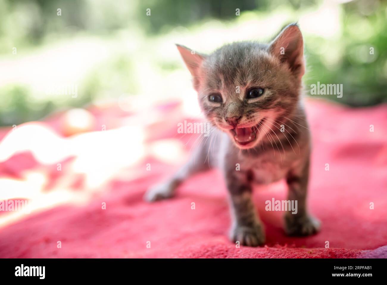 A small, frightened 1-month-old kitten screams with its mouth open ...