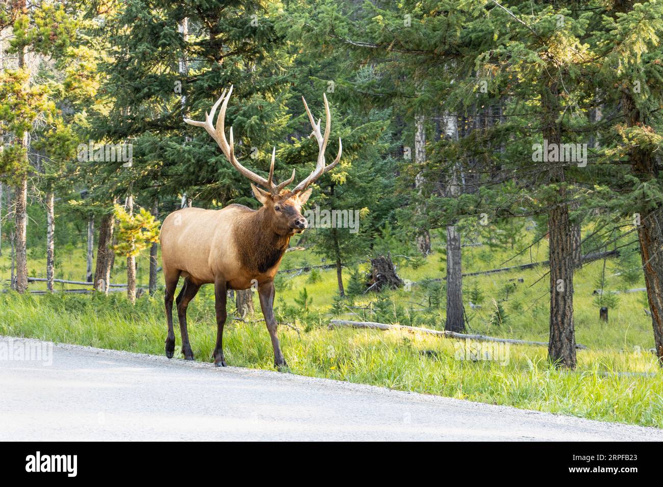 male elk with huge set of antlers walking along road towards camera ...