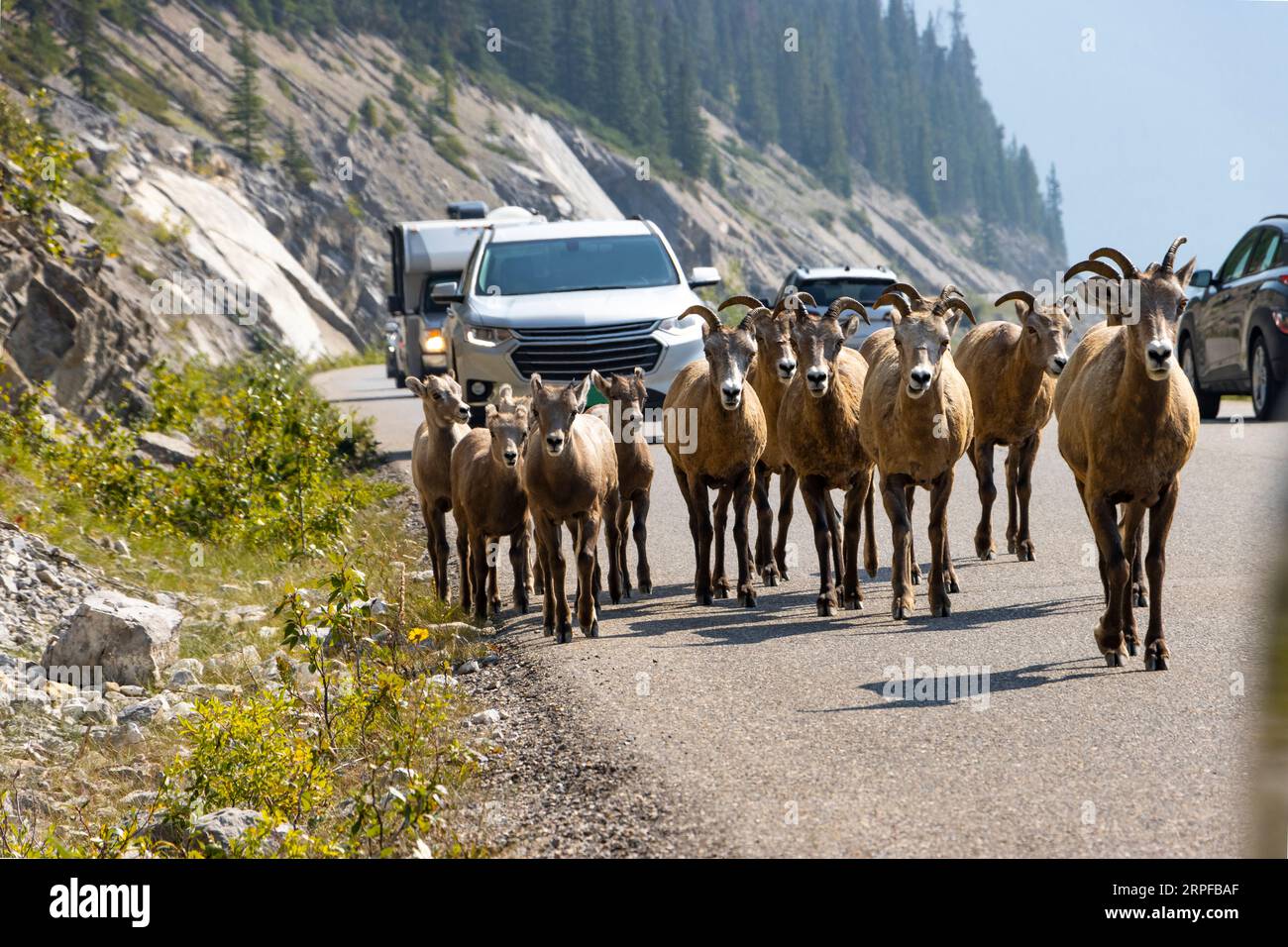 Group of bighorn sheep walking towards camera with traffic jam backed ...