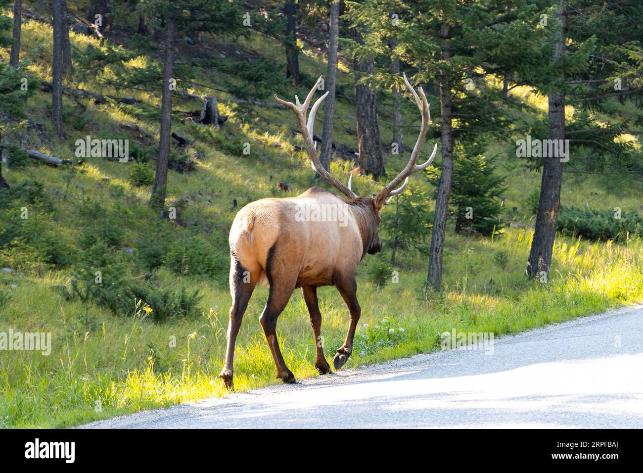 old male elk walking away from camera along road side with tree lined ...