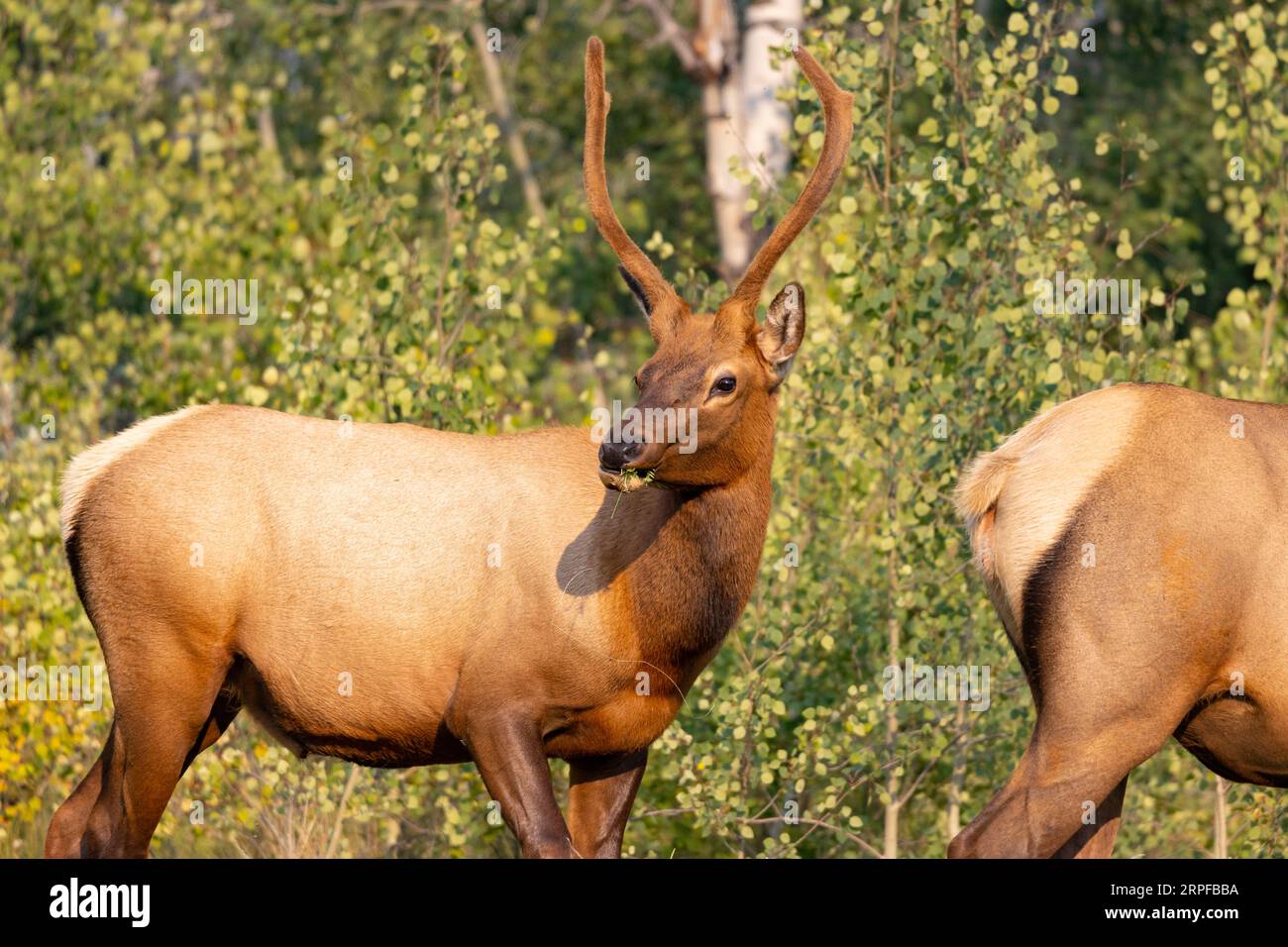 male elk standing by female elks behind during rut Stock Photo - Alamy
