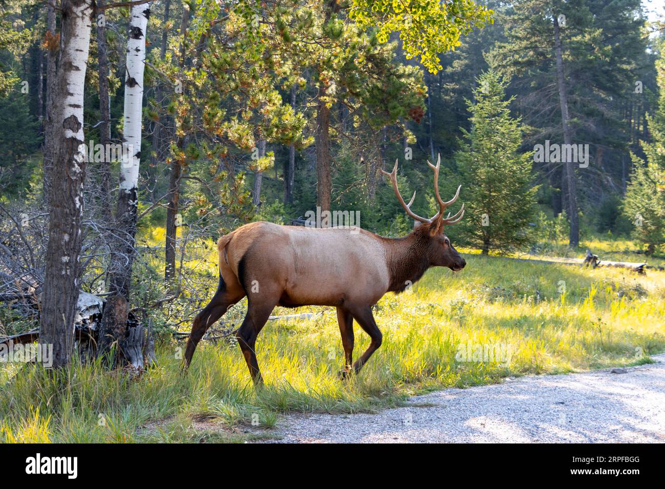 Elk walking hi-res stock photography and images - Alamy