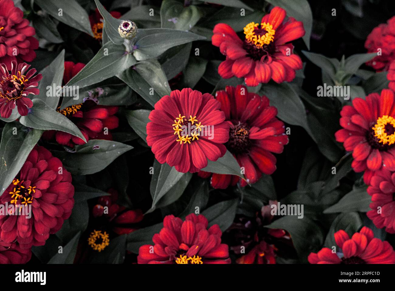 A closeup of a vibrant Peruvian zinnia with a blurry background Stock ...