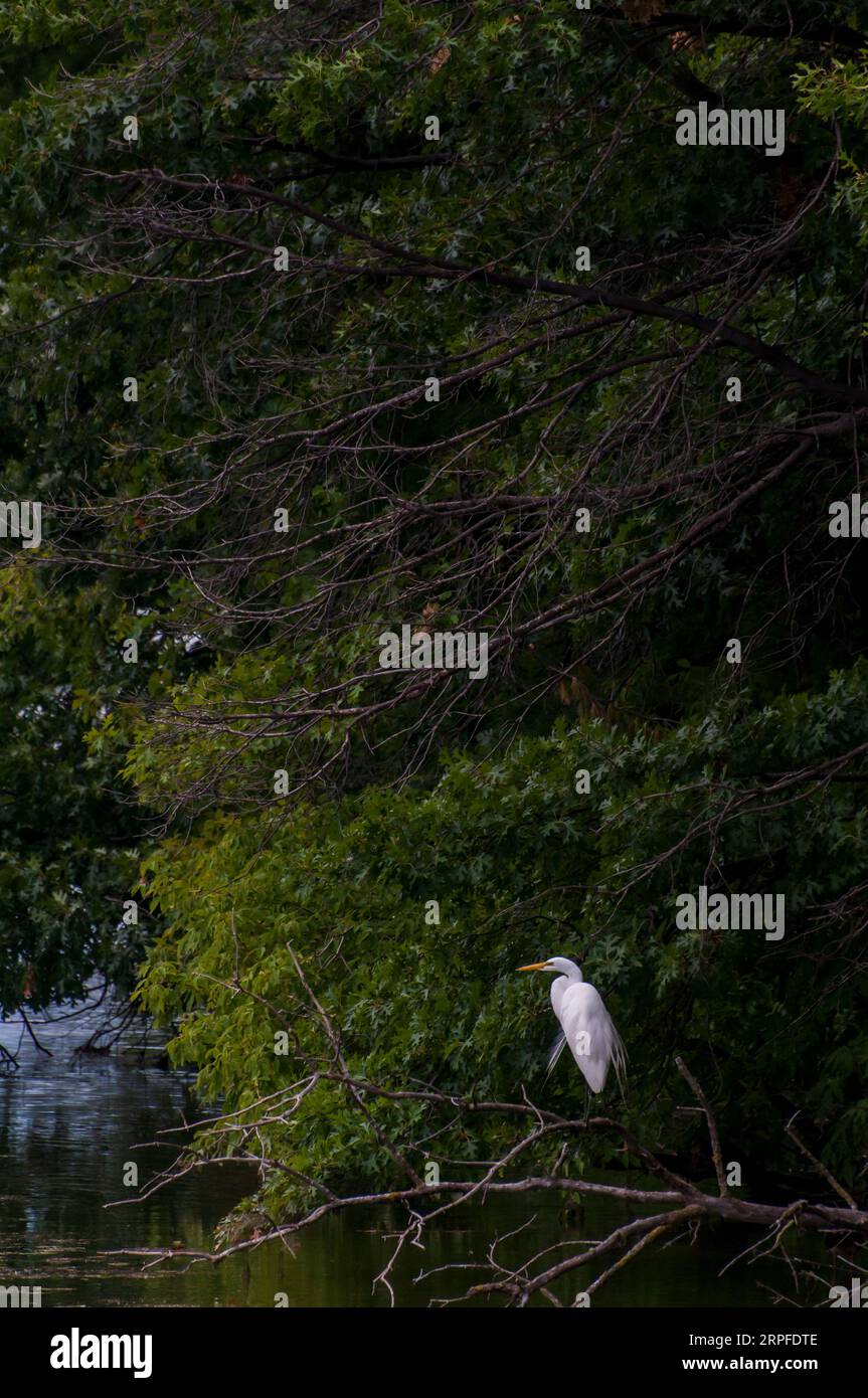 Vadnais Heights, Minnesota. Vadnais Lake Regional Park. Great Egret ...