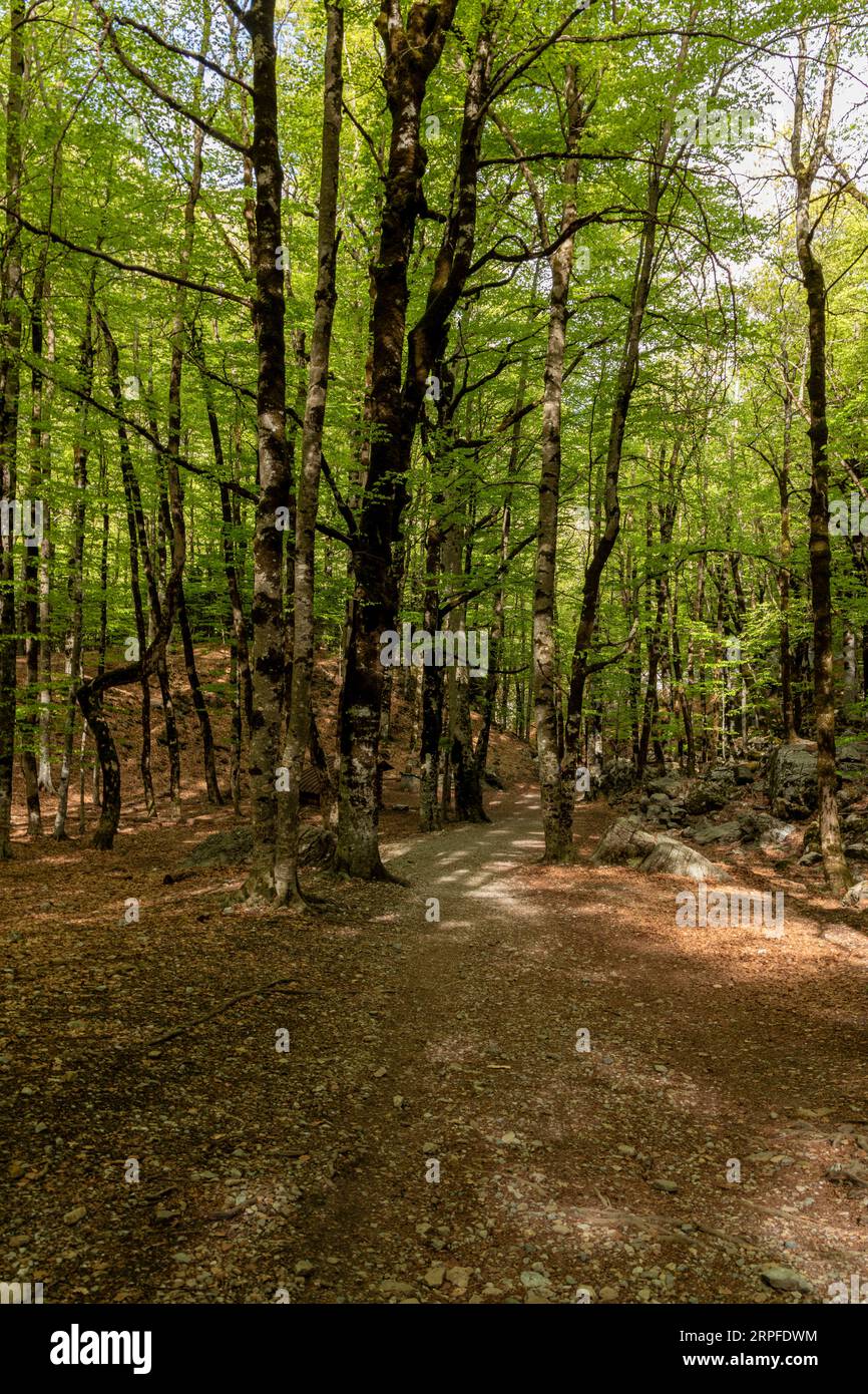 Exploring the Serene Woods and Verdant Landscapes in Northern Spain ...
