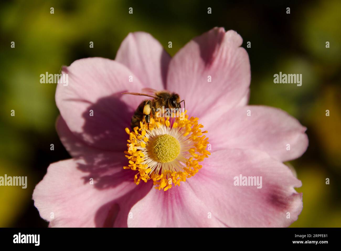A honey bee collecting pollen from a pink japanese anemone flower. Some of the pollen is visible ...