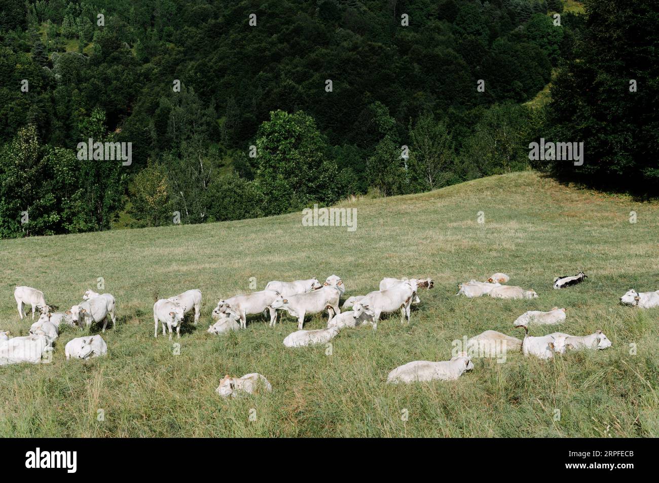Grazing cows in the high mountains, Limone Piemonte, Piedmont, Italy ...