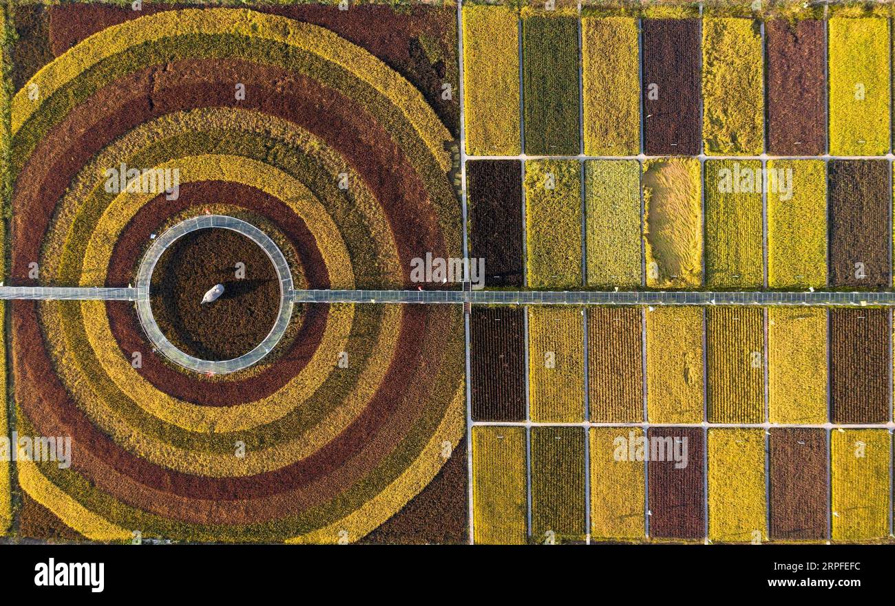 Rice paddy art hi-res stock photography and images - Alamy