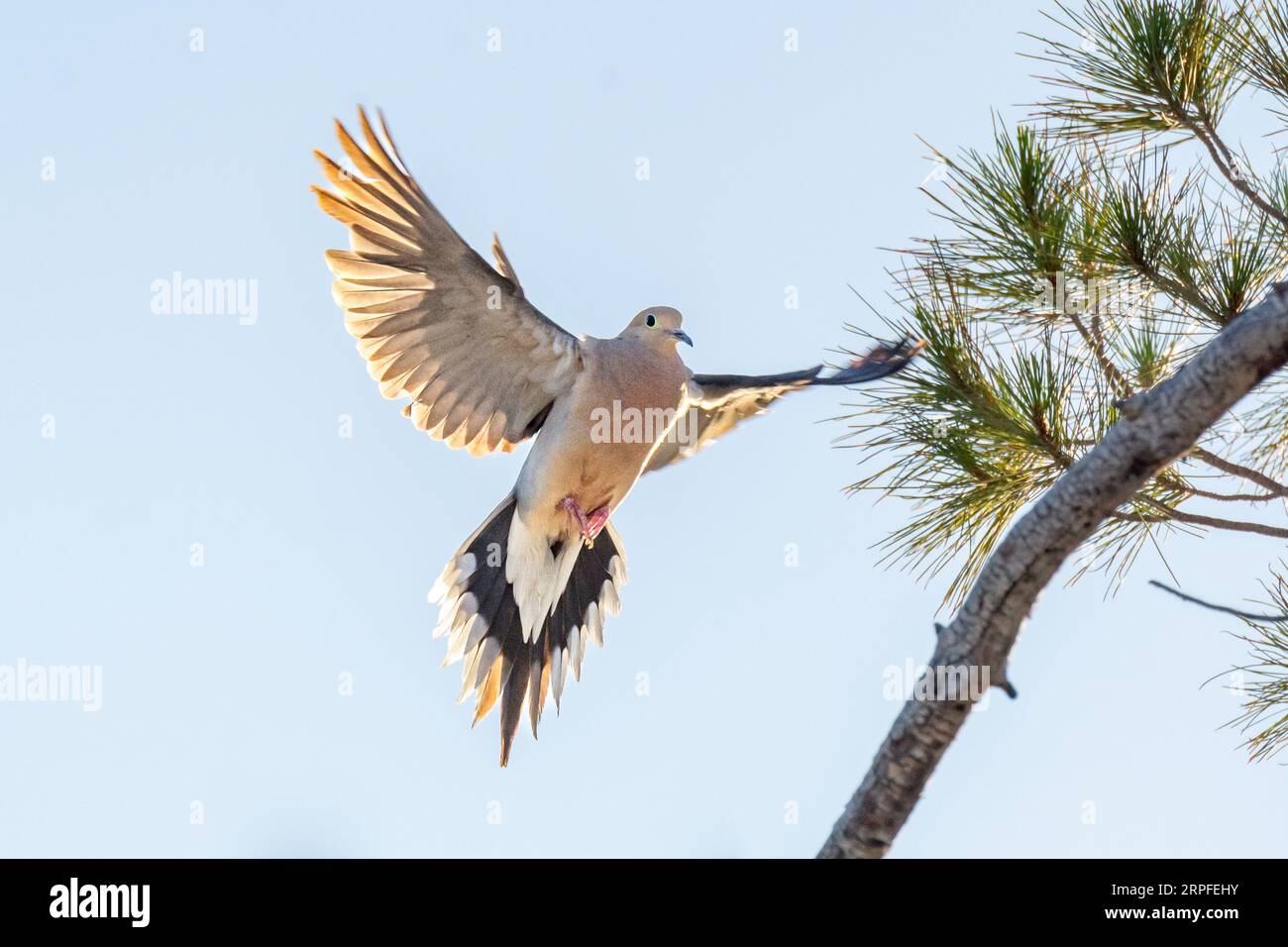 Mourning Dove Flying Drawing