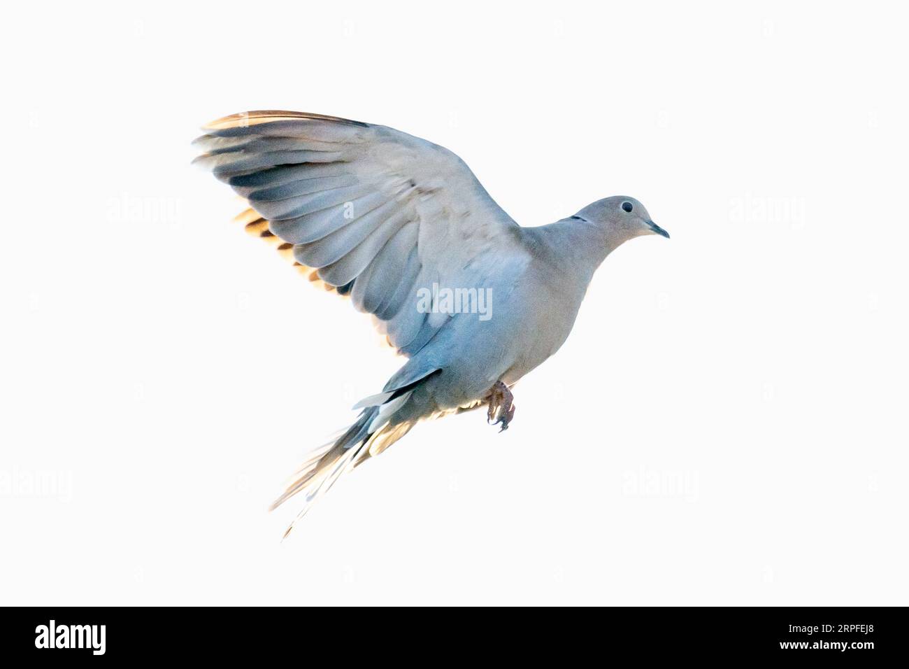 Mourning Dove Flying Tattoo