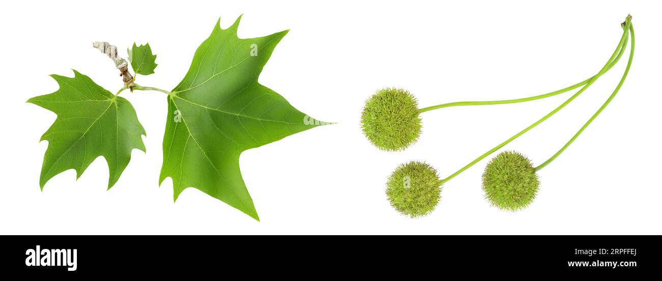 Platanus tree, sycamore leave isolated on white background. Top view ...