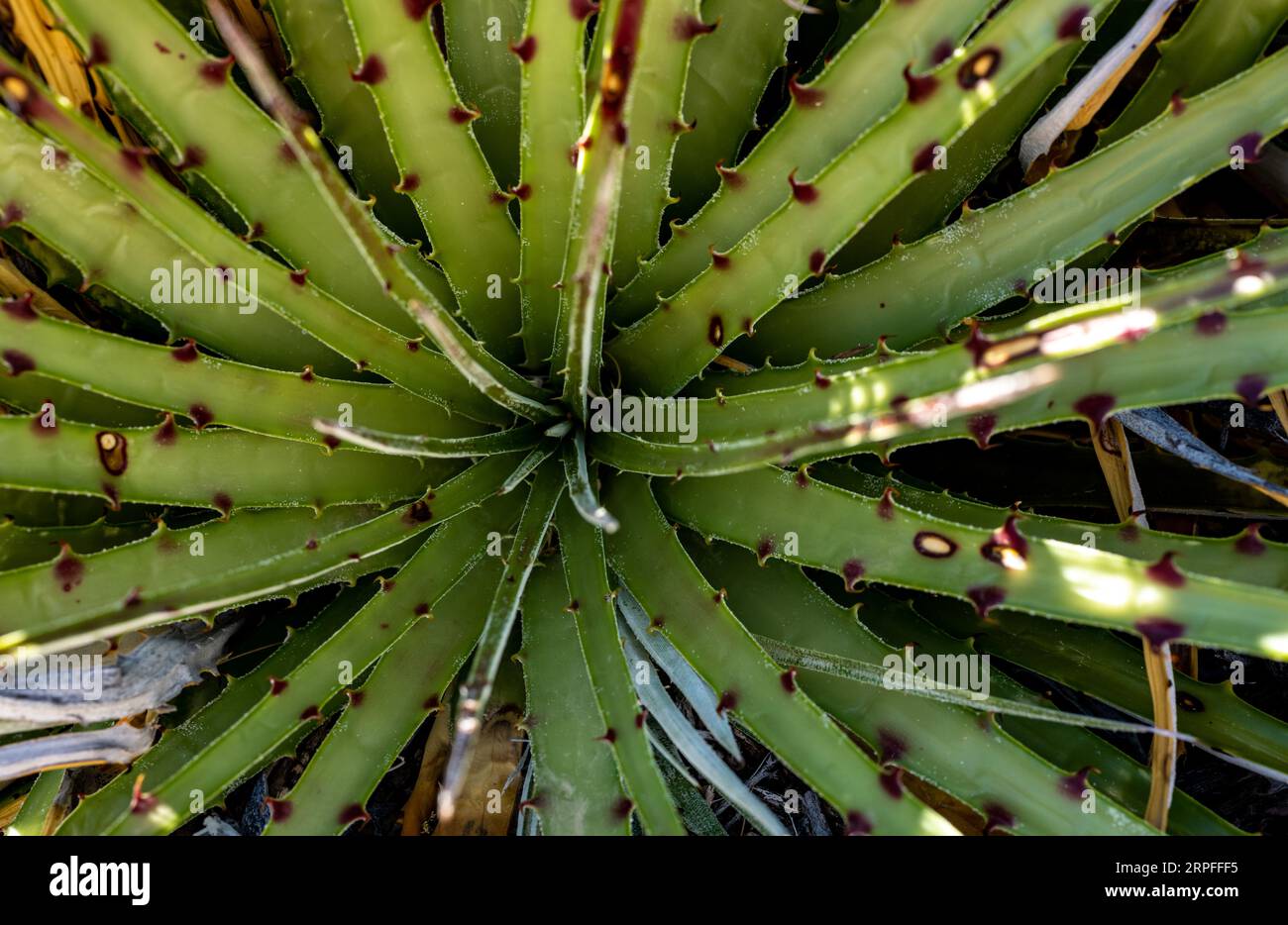 Leaves With Spines In Sotol Plant In Big Bend National Park Stock Photo ...