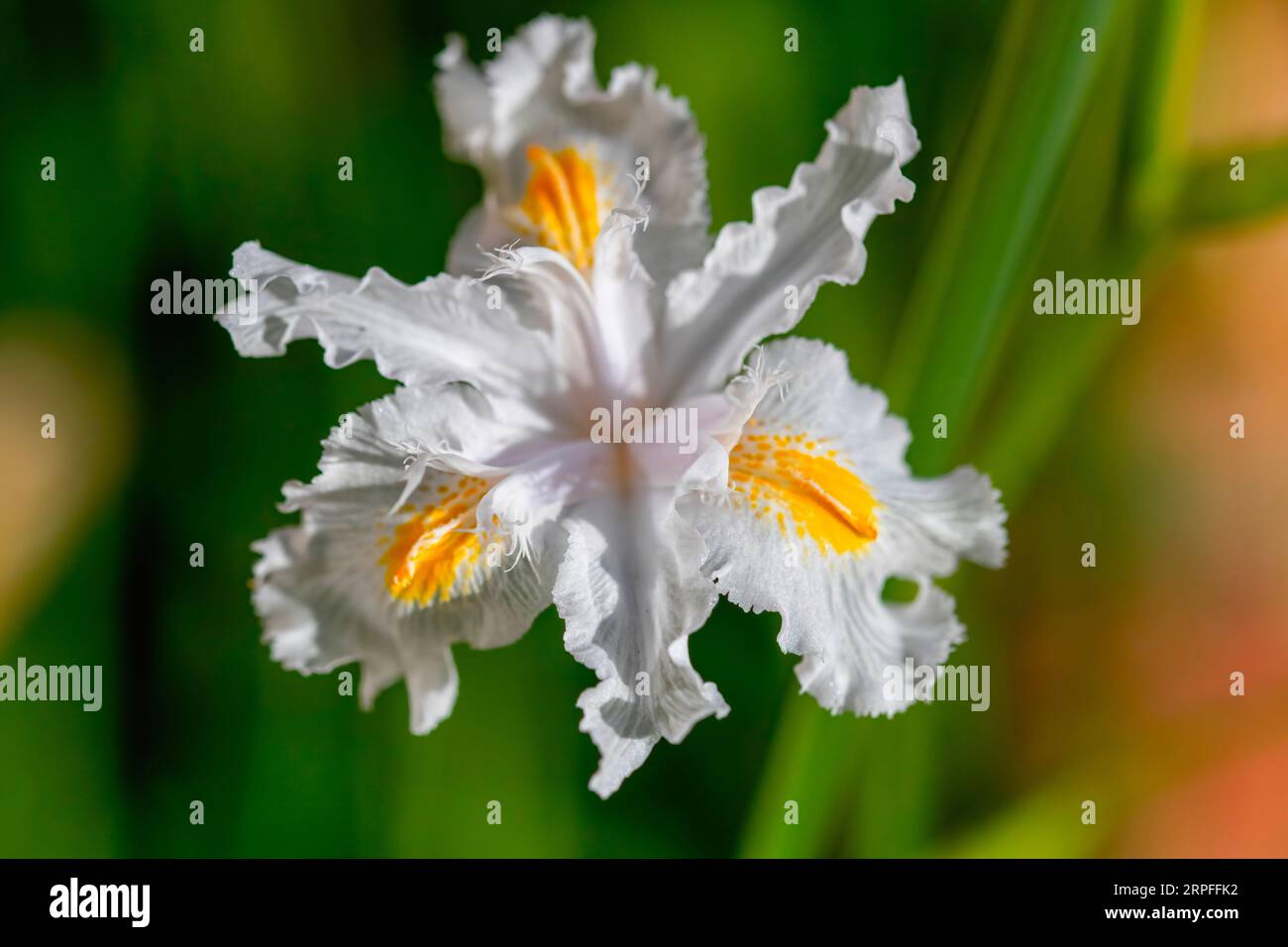 Iris japonica hi-res stock photography and images - Alamy