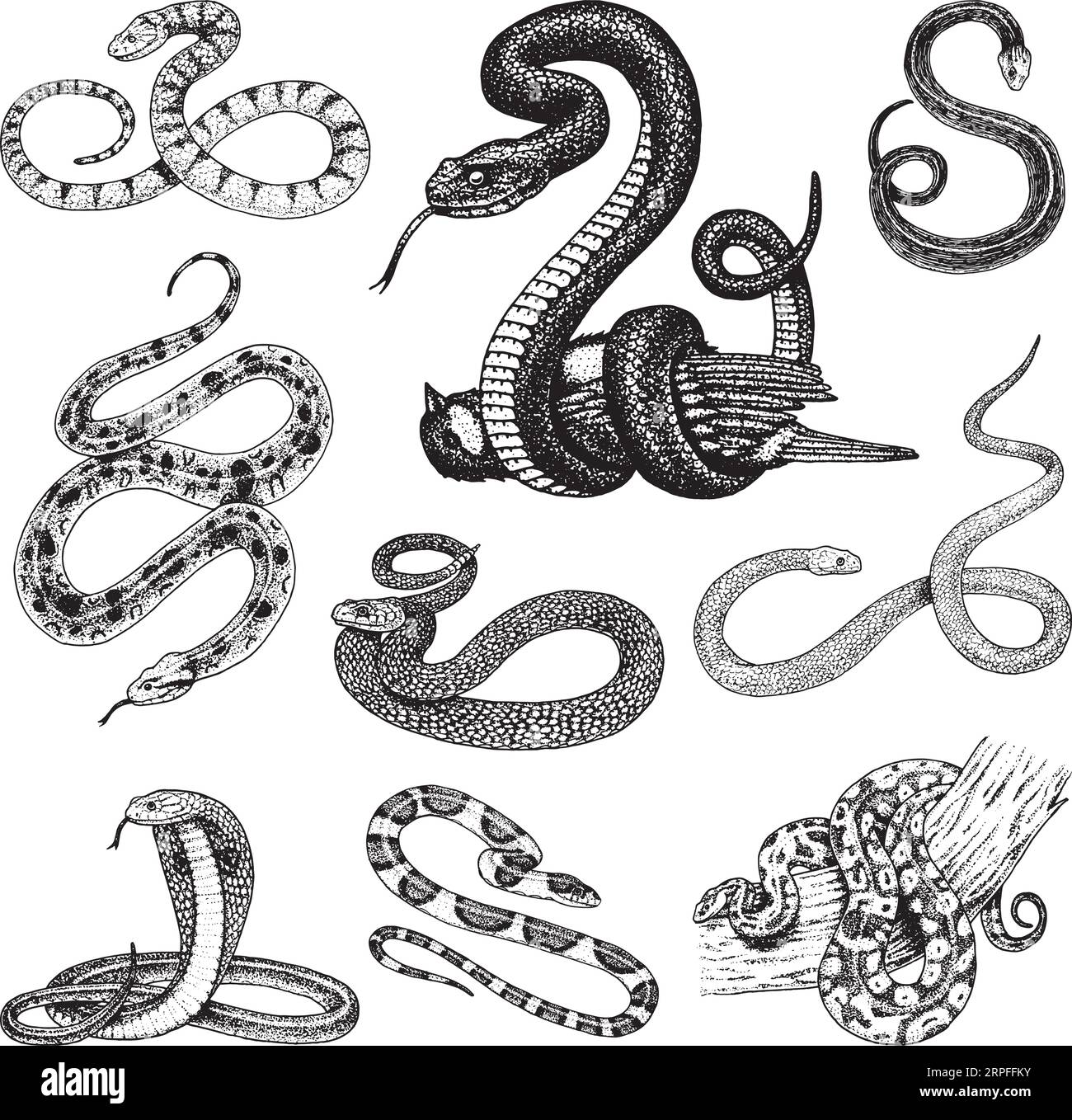 Python vector Black and White Stock Photos & Images - Alamy