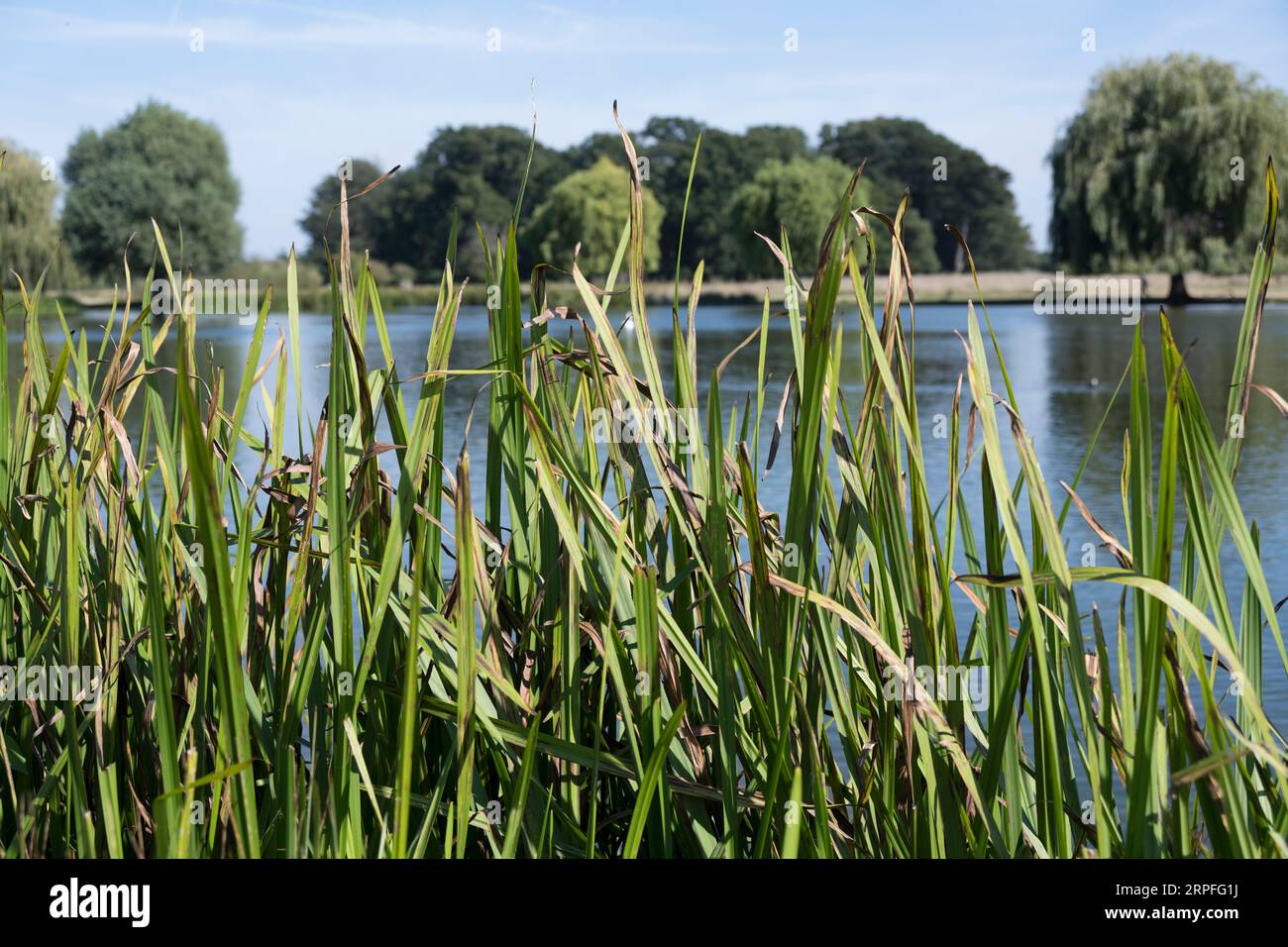Algae beds hi-res stock photography and images - Alamy