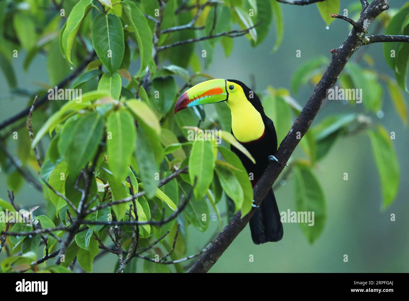 Wild toucan bird animal hi-res stock photography and images - Alamy