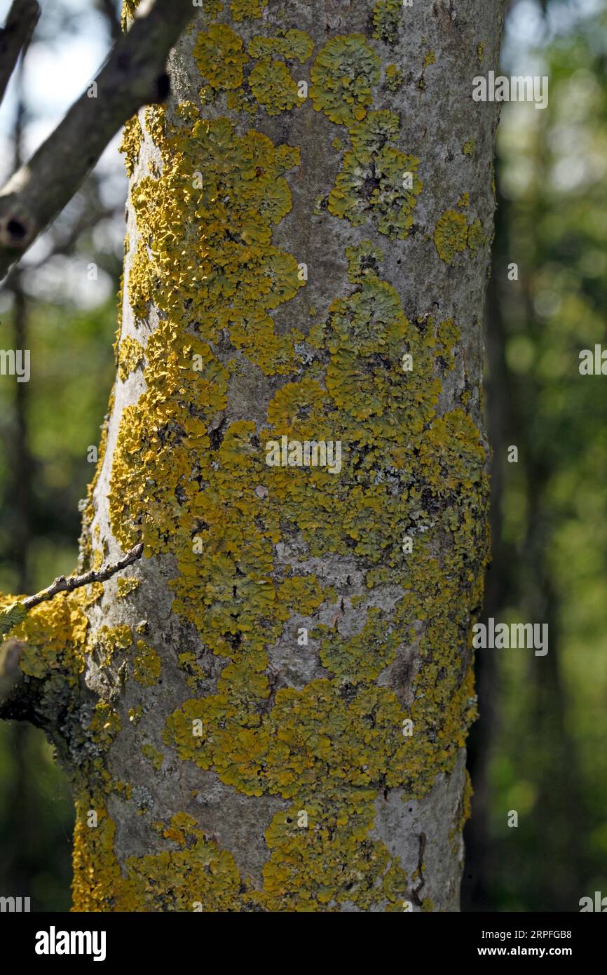 Xanthoria parietina. Common. Also known as common orange lichen, yellow ...