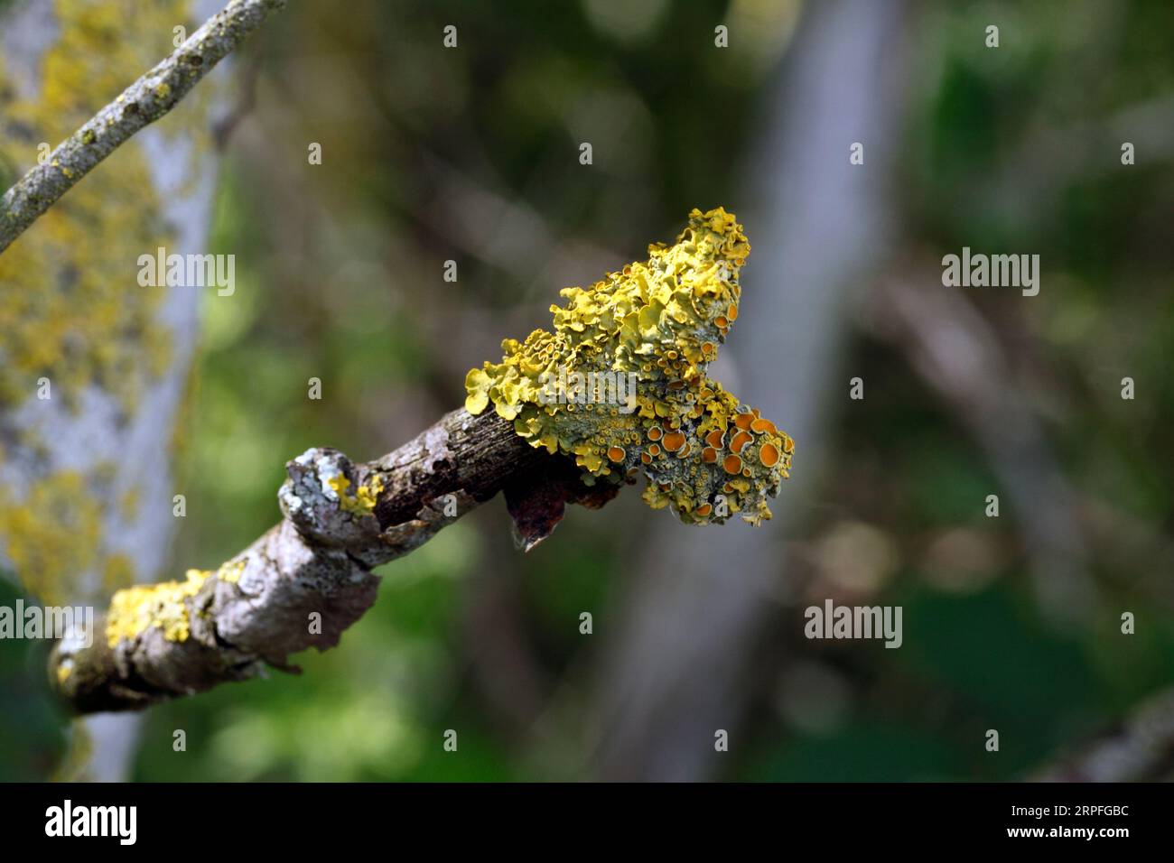Xanthoria parietina. Common. Also known as common orange lichen, yellow ...